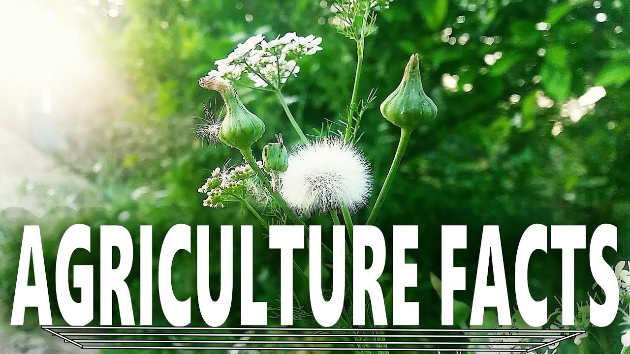 Agriculture Facts | Interesting Agriculture Information 2018 - YouTube
