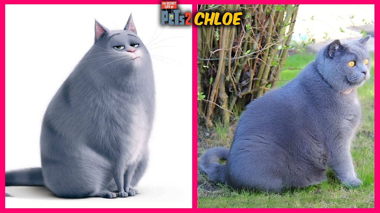 🐈 Cat Cartoon Characters IN REAL LIFE 👉 September 2024 - YouTube