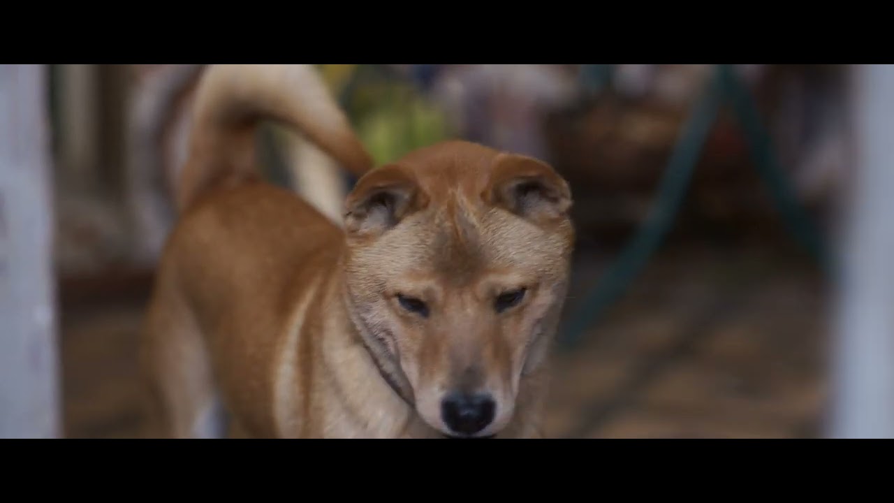 Hachiko 2: Siempre a tu Lado | Trailer 2 Oficial Doblado - YouTube