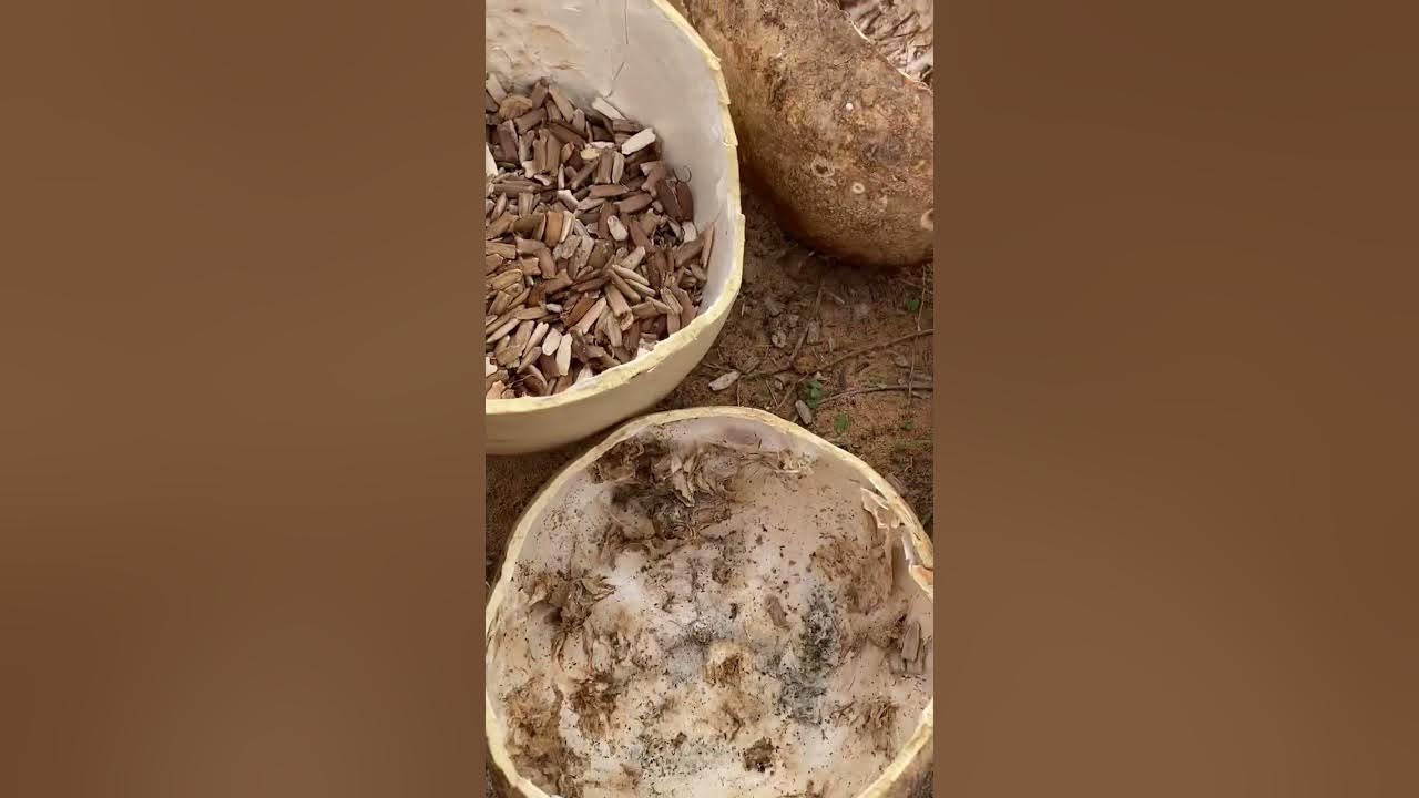 معامل عالميه لتنقية وفرز البذور وسعو صدوركم شوي قرع اخضر قرع نجد تخزين ...