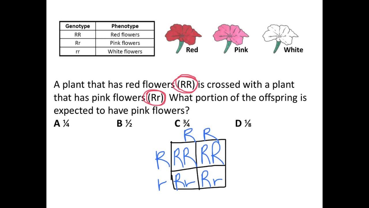 Codominance and Incomplete Dominance Practice #10 - YouTube