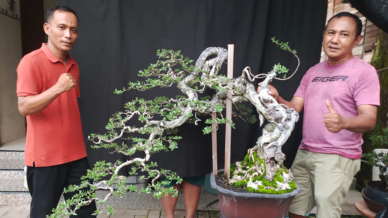 CEK HARGA BONSAI FULL SANTIGI. DI PAK HERMANTO. 0813-8209-7121 - YouTube