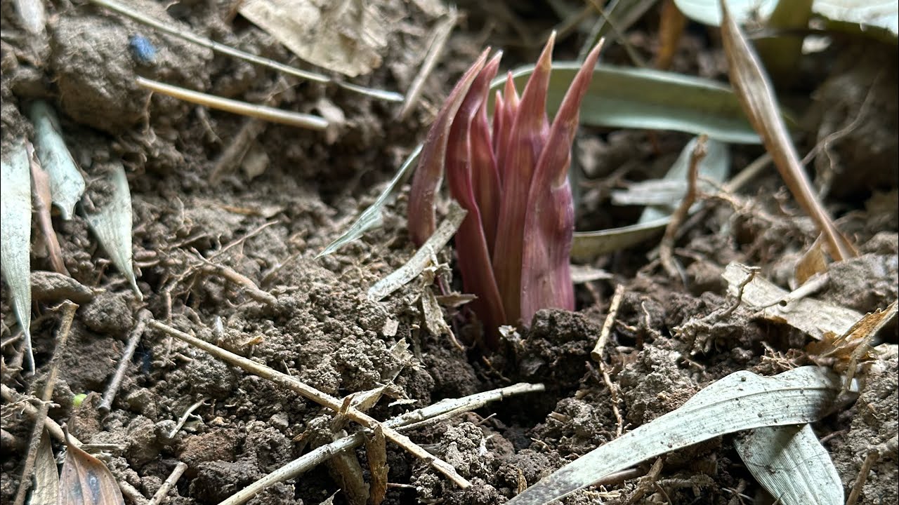 Lub neej nyb toj siab os nej puas xav noj os 12/3/2024 - YouTube