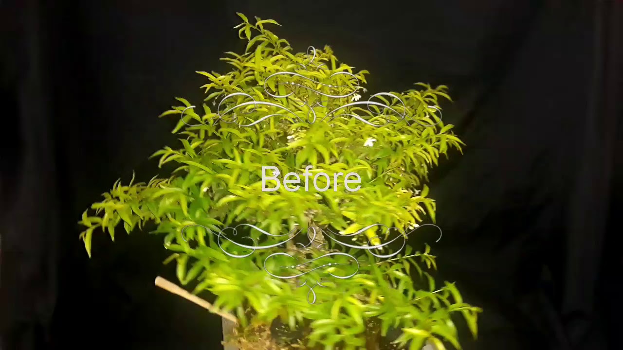 Shui Mei- water jasmine bonsai pruning - YouTube