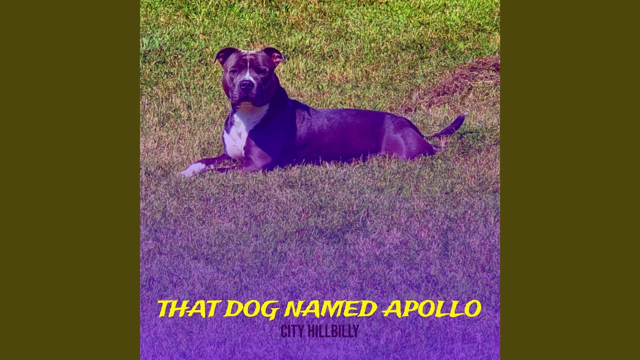 That Dog Named Apollo - YouTube