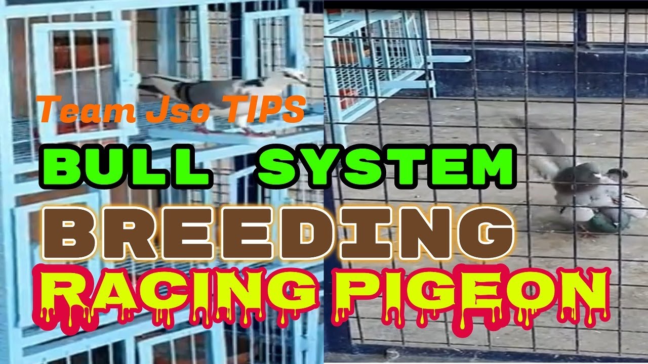 Bull system breeding.Team Jso TIPS - YouTube