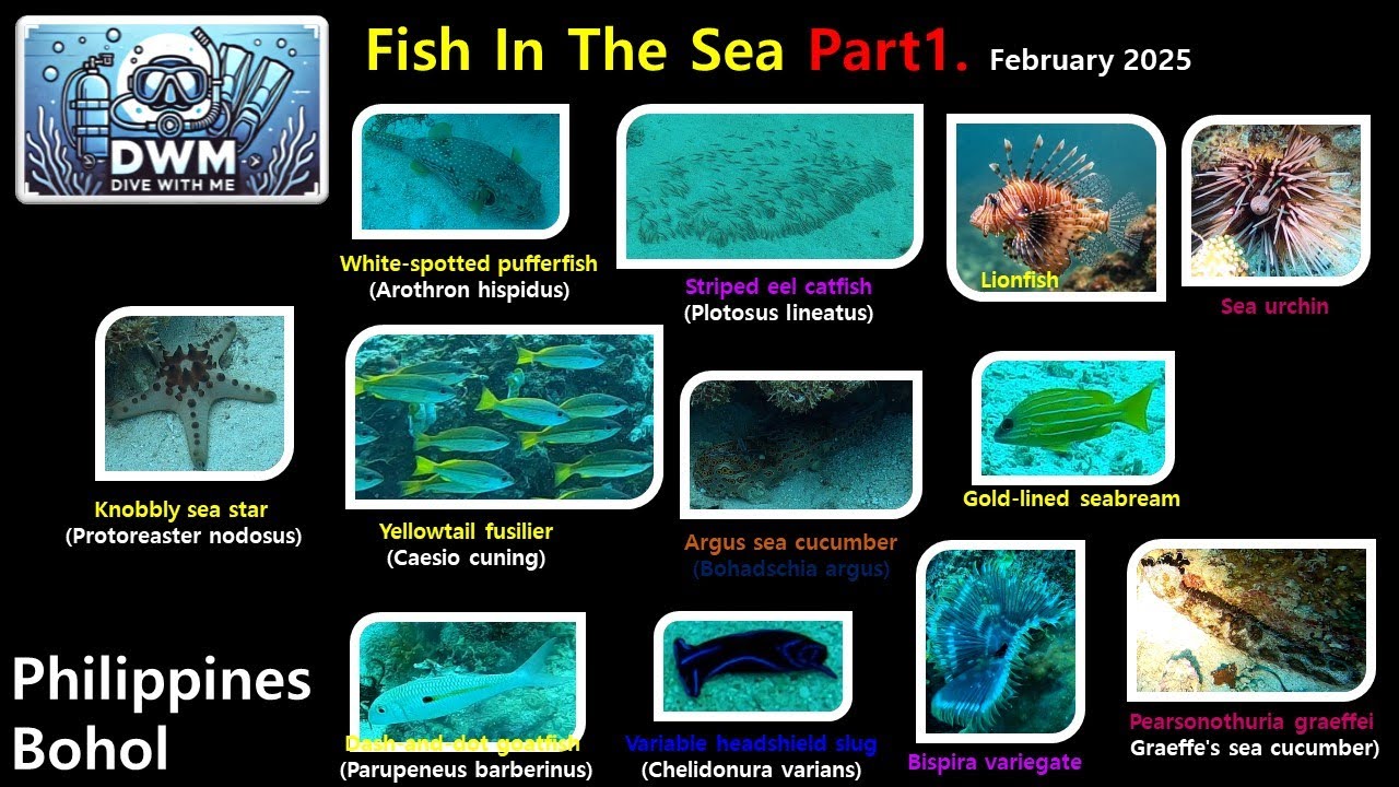 🤿Scubadiving|Fish in the sea part 1|Bohol vacation(February25)🐟Fun ...
