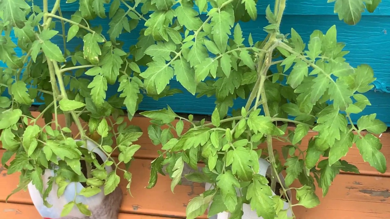 Fastest Growing Tomatoes - YouTube