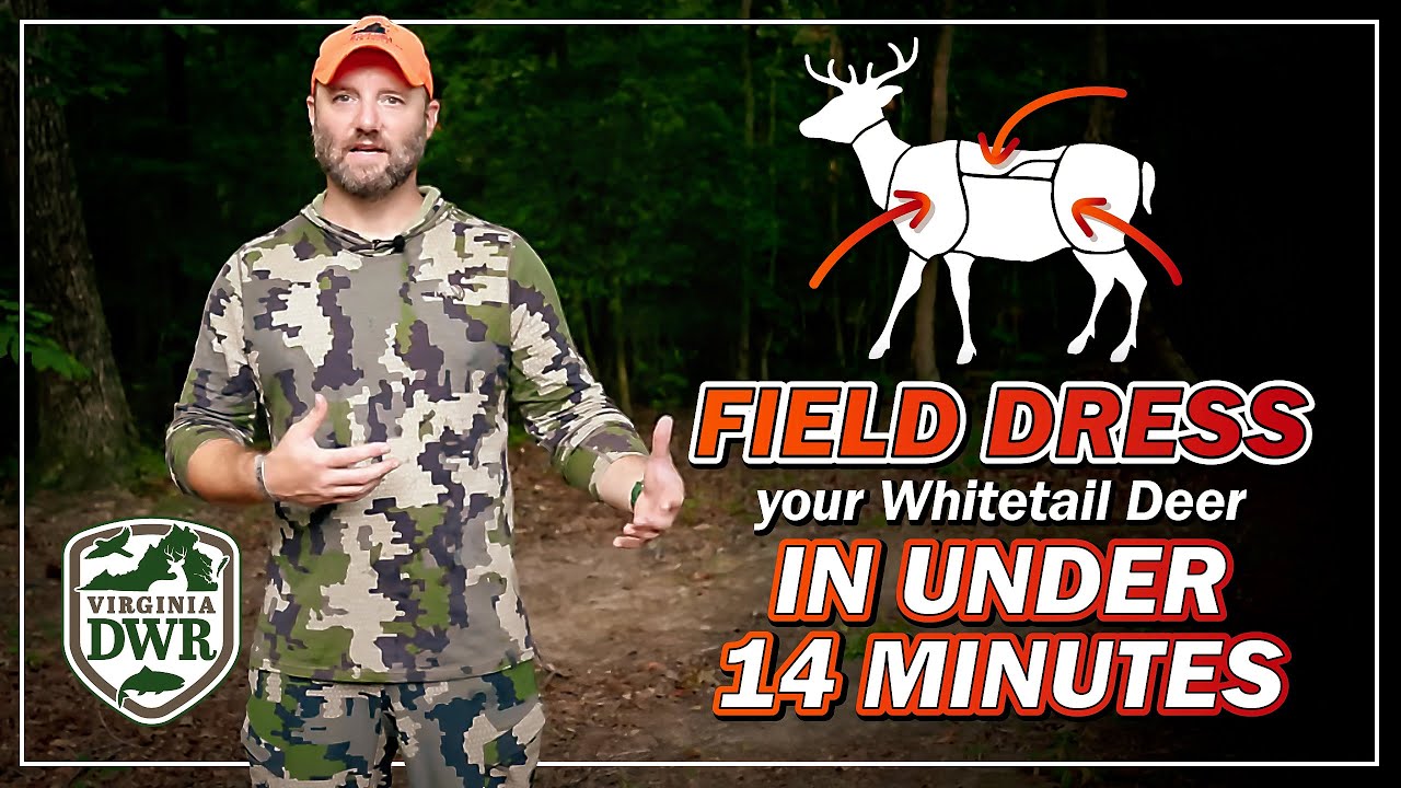 How to Field Dress Your Virginia Whitetail Deer - YouTube