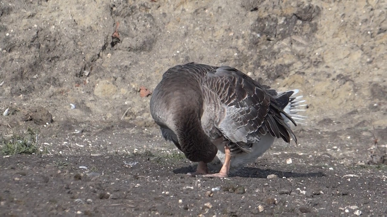 11.11.2017. Tula geese in Forest well ranch Olympus Farm. - YouTube