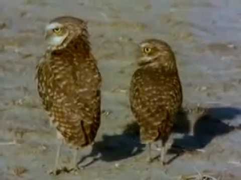 documentary mating in the animal kingdom(hayvanların çiftleşmesi ...