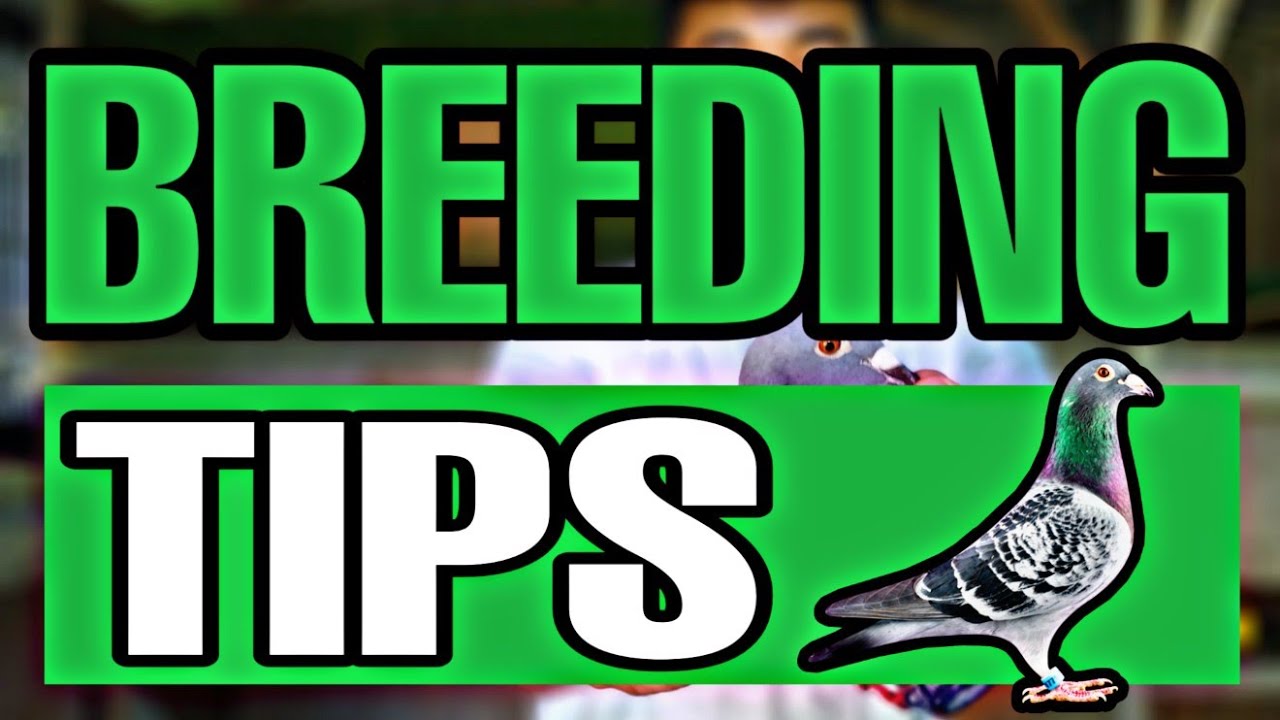 COMPLETE BREEDING PREPARATION - BREEDING PREPARATION NG MGA KALAPATI ...