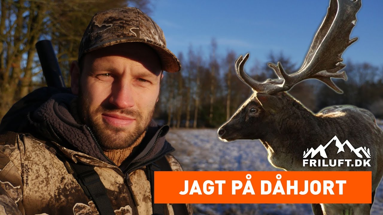 Vi er taget ud i heden for at jage dåhjort - YouTube