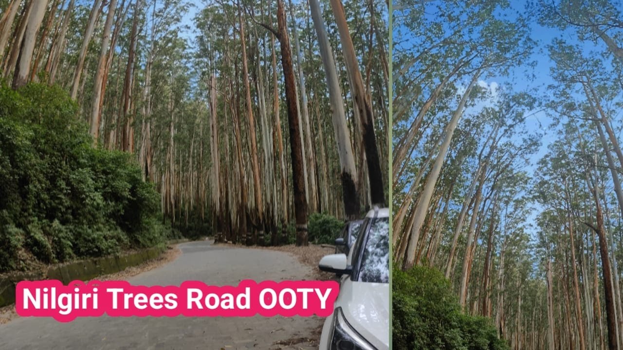 Nilgiri Tree Road | Ooty Road | Nilgiri Hills Road Trip | Nilgiri ...