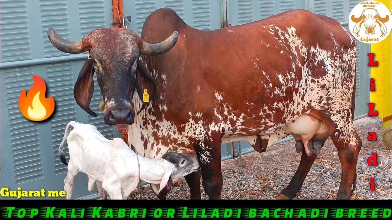 Kali Kabri#Gir_Cow or Liladi Bachadi Vali Gay For Sale Vidio Gujarat ...