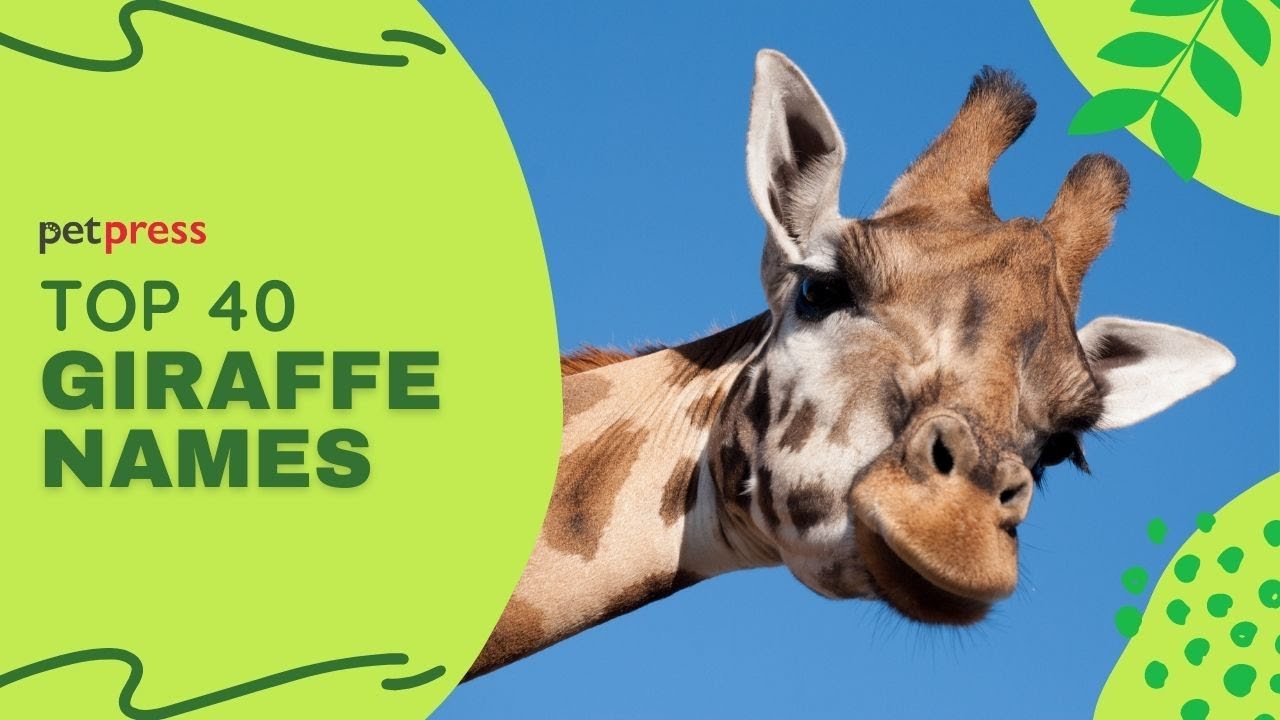 Best 40 Giraffe Names - Good Name Ideas For A Giraffe 🦒 - YouTube
