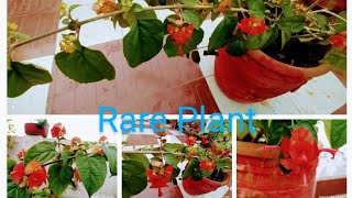 Unique Plant: Cup-and-saucer Plant, Chinese Hat Plant, Mandarin's Hat, Holmskioldia sanguinea
