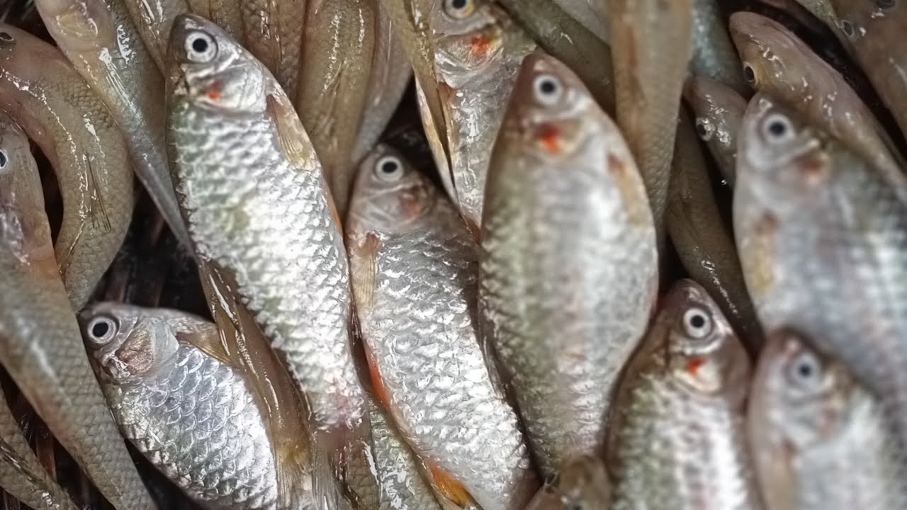 Puti Mach Cutting Technique | Unique way of Puti Mach Cutting - YouTube