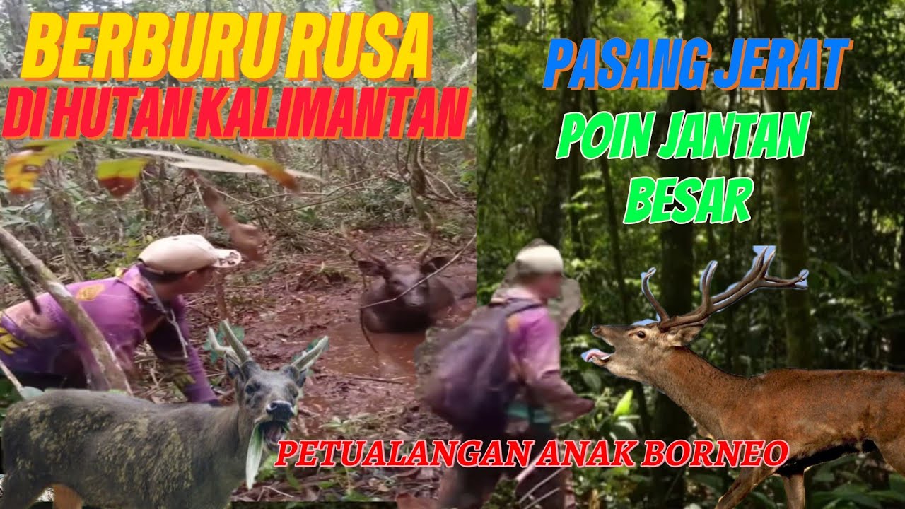 BERBURU RUSA BESAR ( PAYAU ) DI DALAM HUTAN KALIMANTAN// MENDAPATKAN ...