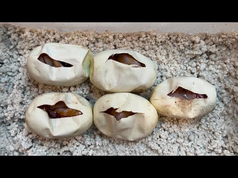 CUTTING BALL PYTHON EGGS! DID WE HIT A LAVENDER SNOW BALL PYTHON ...