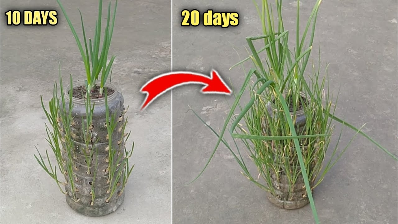 garlic gardening at home 🧄 how to grow lehsun at home | grow garlic at ...