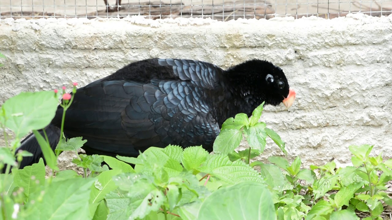 Mutum de Alagoas (Pauxi mitu). - YouTube