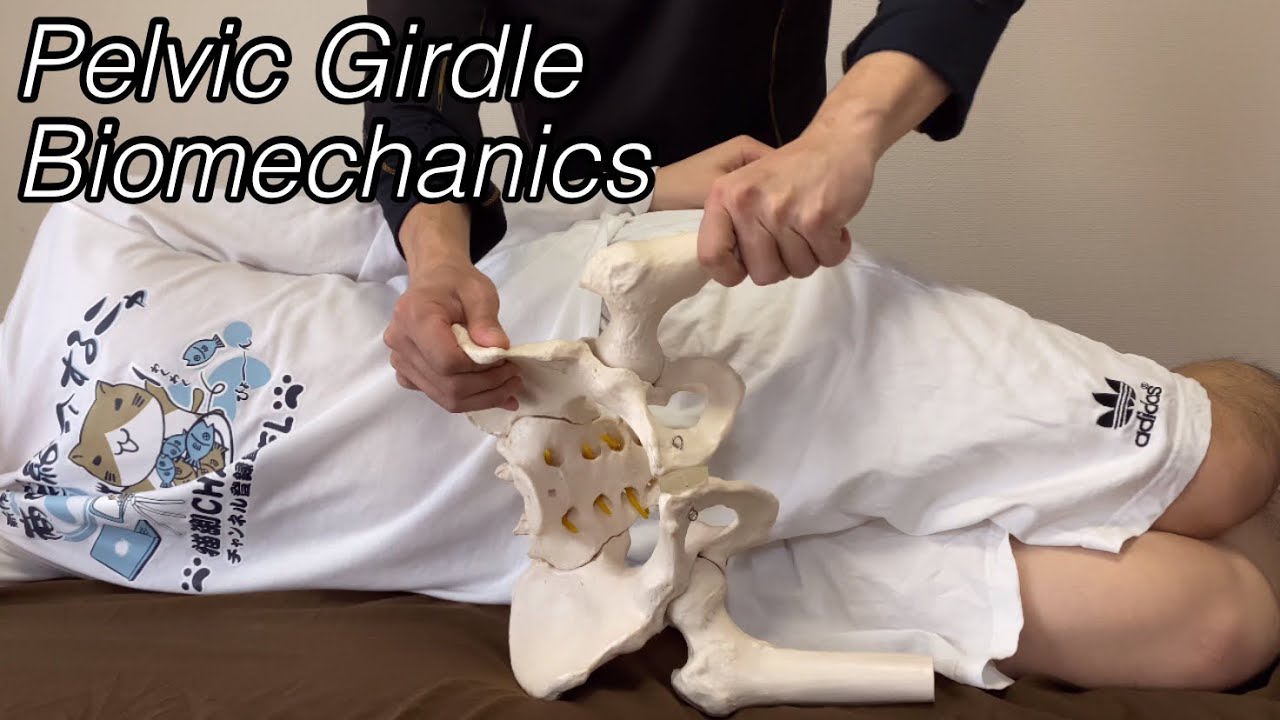 Biomechanical link of hip, pelvis and lumbar - YouTube