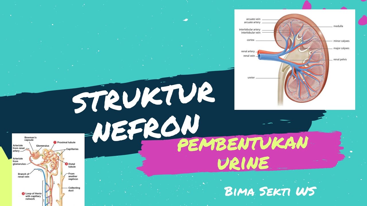 Struktur nefron dan proses pembentukan urine - YouTube