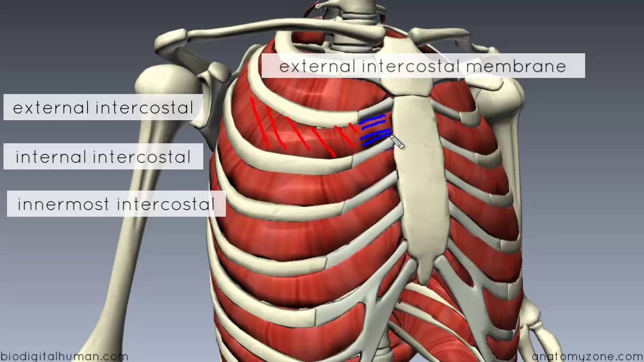 Innermost Intercostals Diagram Of Intercostal Muscles | Quizlet