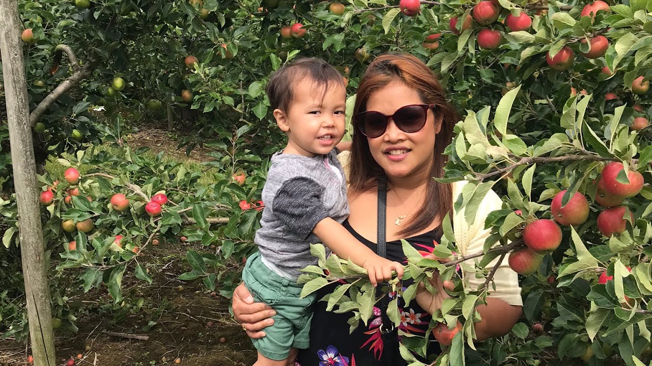 Hewitts Farm Harvest Strawberry ,apples plums - YouTube