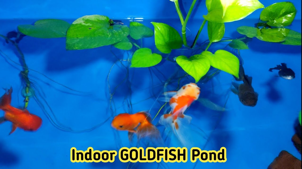 My GoldFish Pond 3 Months Update || Aquasagar india || - YouTube