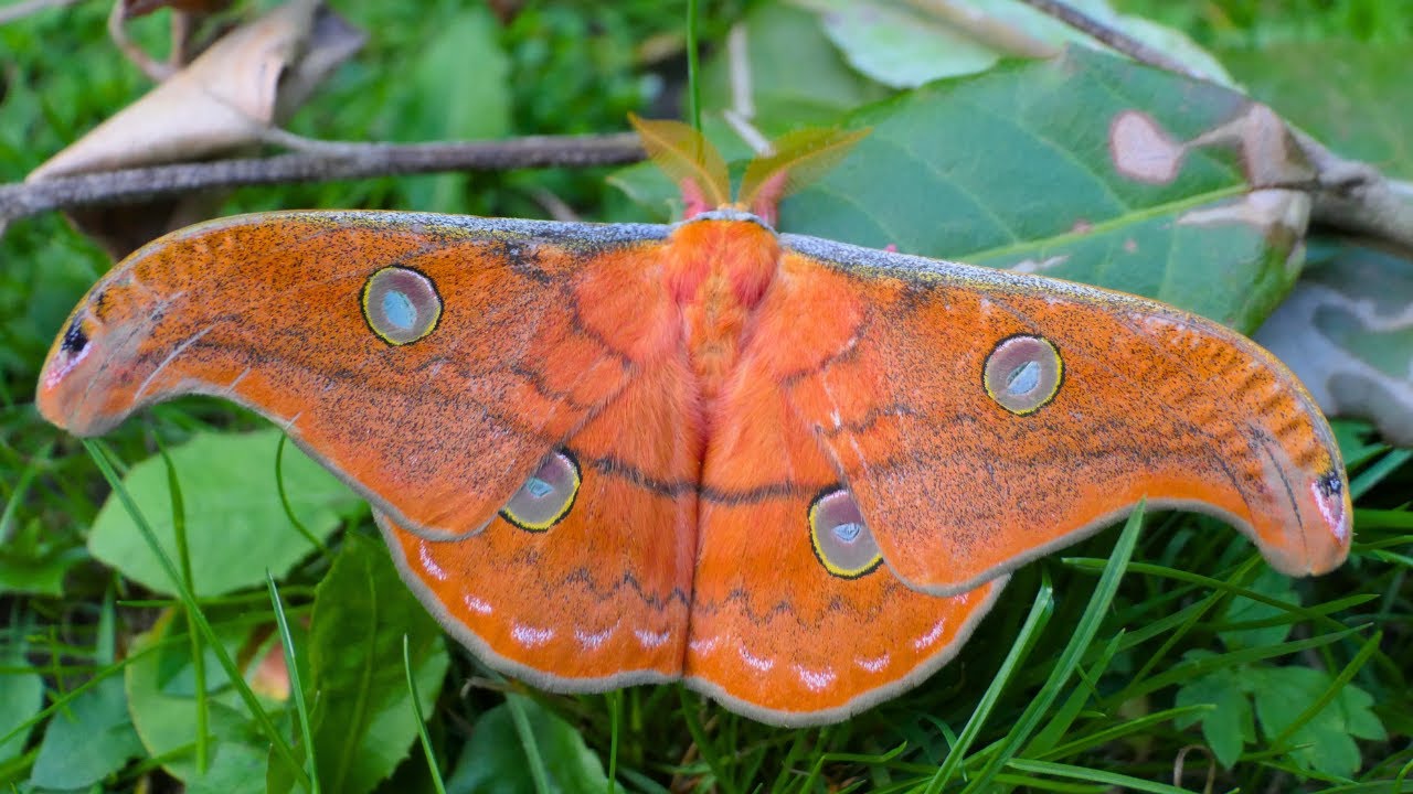 RARE moths from MEXICO: Studied for the FIRST TIME? Copaxa ...