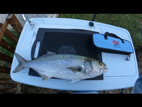 Monster Florida bluefish catch, clean, and cook, pranked mom to think ...