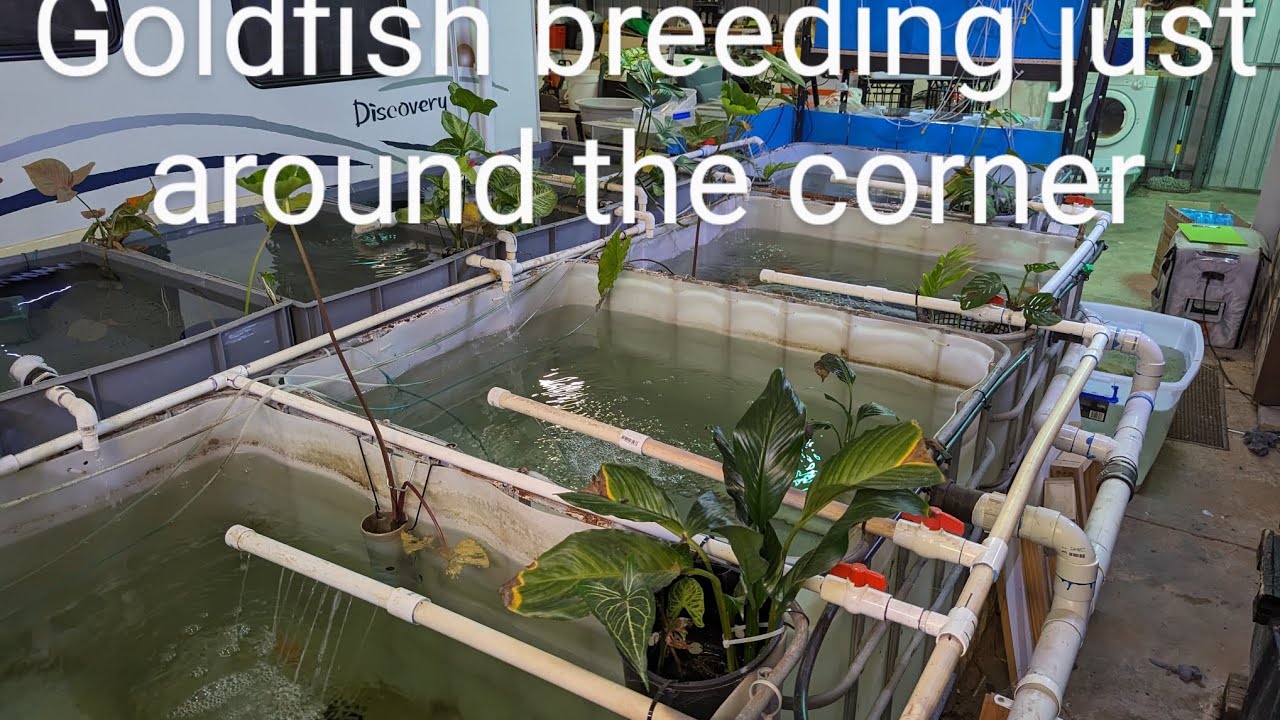 goldfish breeding just around the corner now the weather is warming up ...