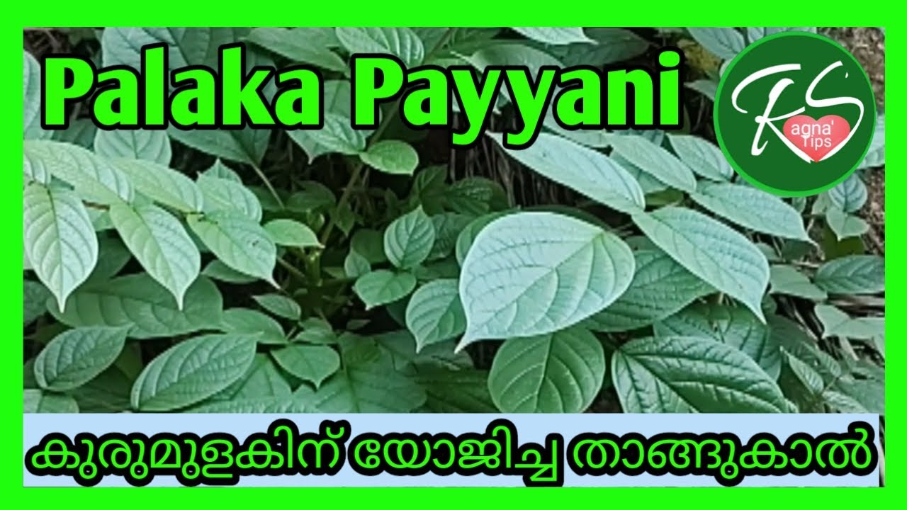 Palaka Payyani | Medicinal Plant |കുരുമുളകിന് താങ്ങുമരം - YouTube