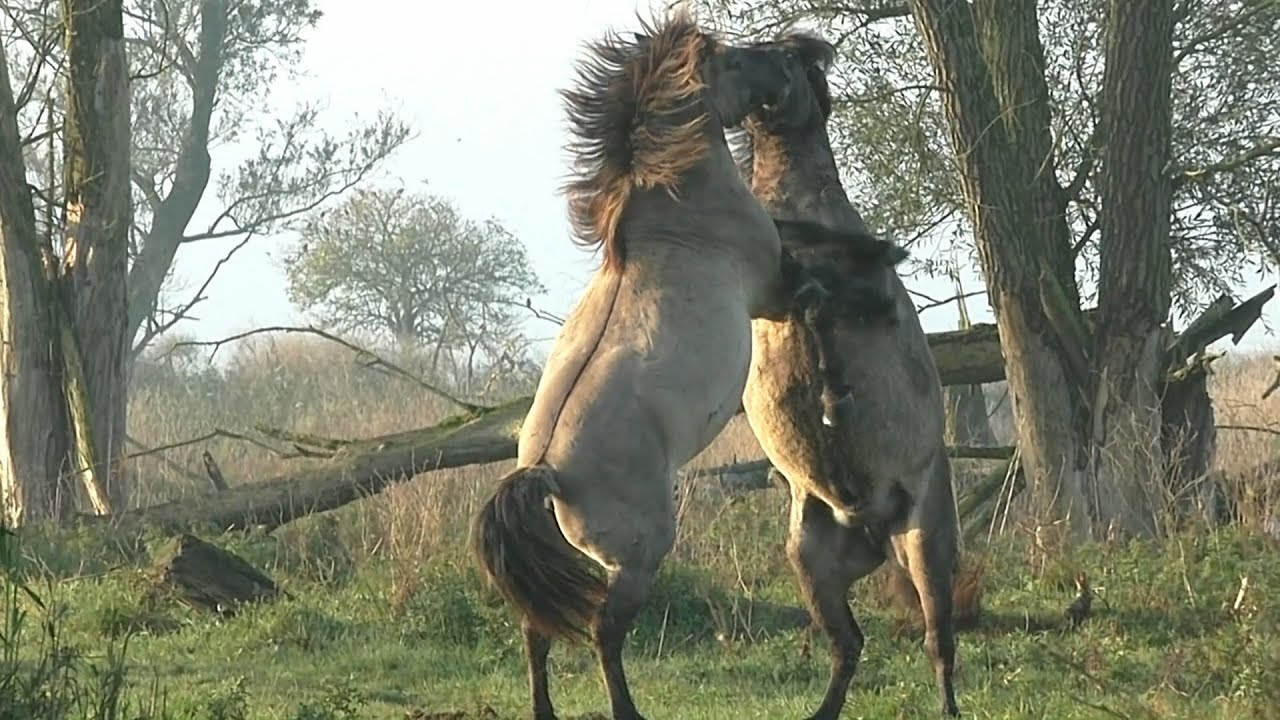 Impressive and Powerful Wild Fighting Horses - YouTube