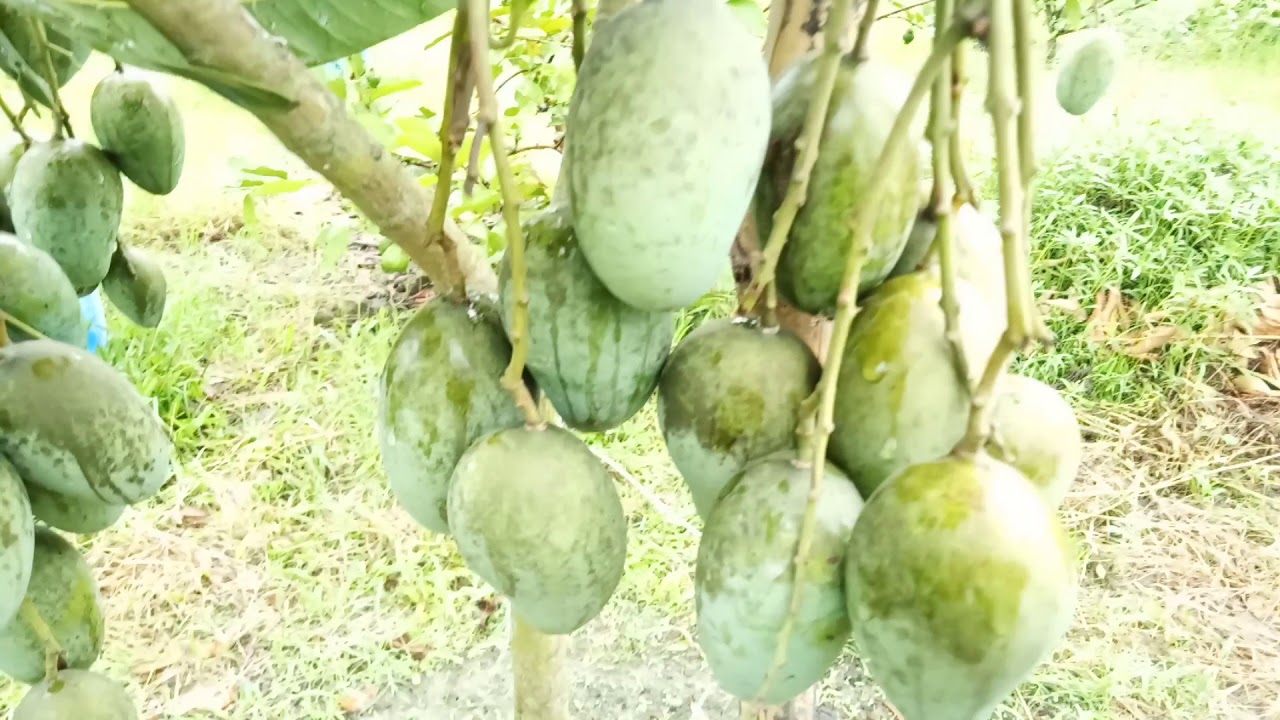 Rupali Mango | Shajahan Mango Farm | Matlob | Chandpur | 2020 - YouTube