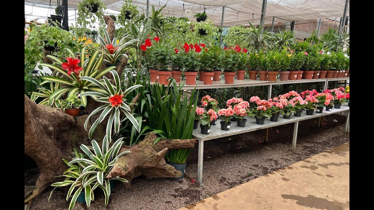 FLORICULTURA CATARIINENSE, PLANTAS E VIDROS. MOSTRANDO VALORES DE TUDO ...