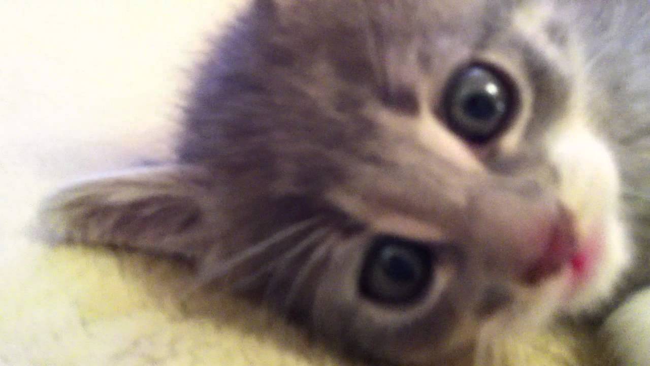 little funny cat too small to know how to play - YouTube