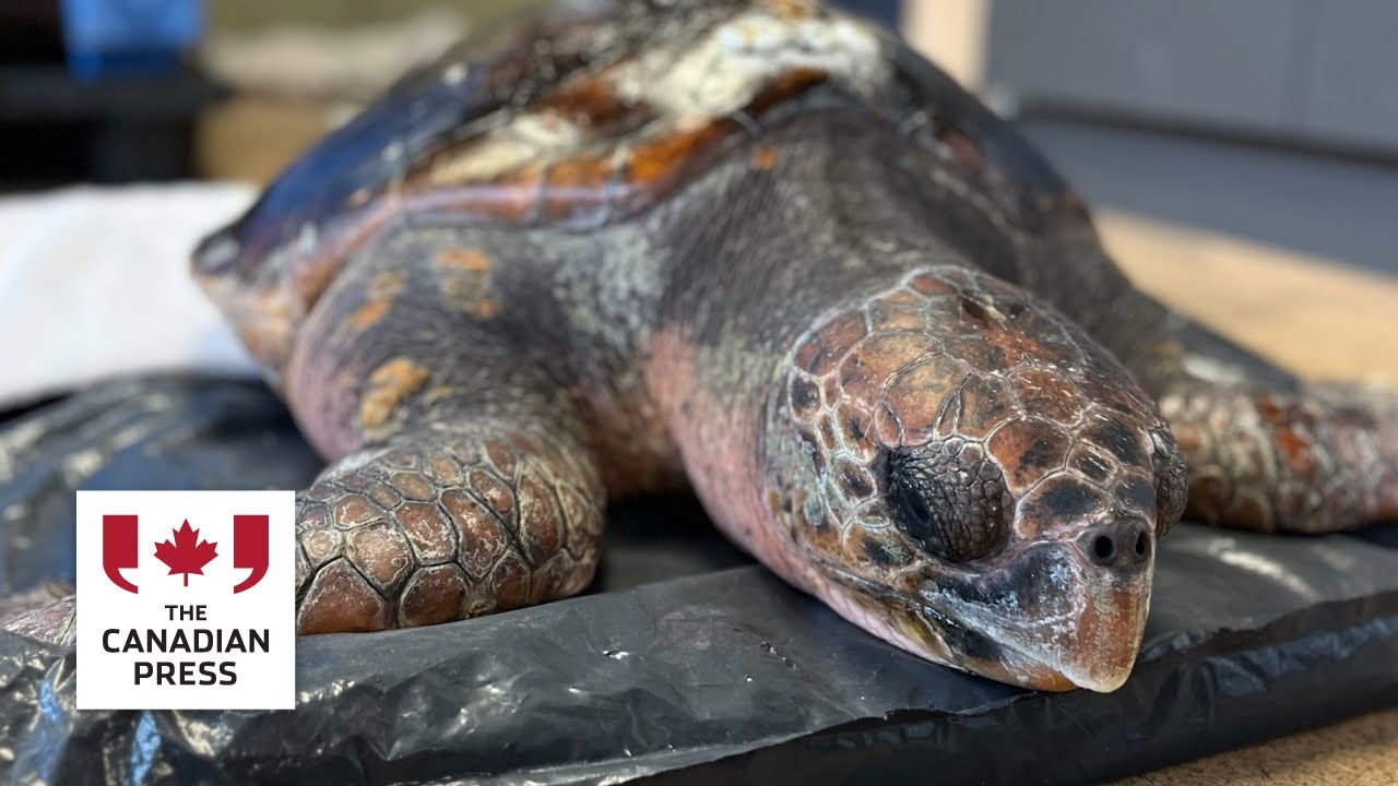 Hypothermic turtle rarely seen in B.C. is rescued - YouTube