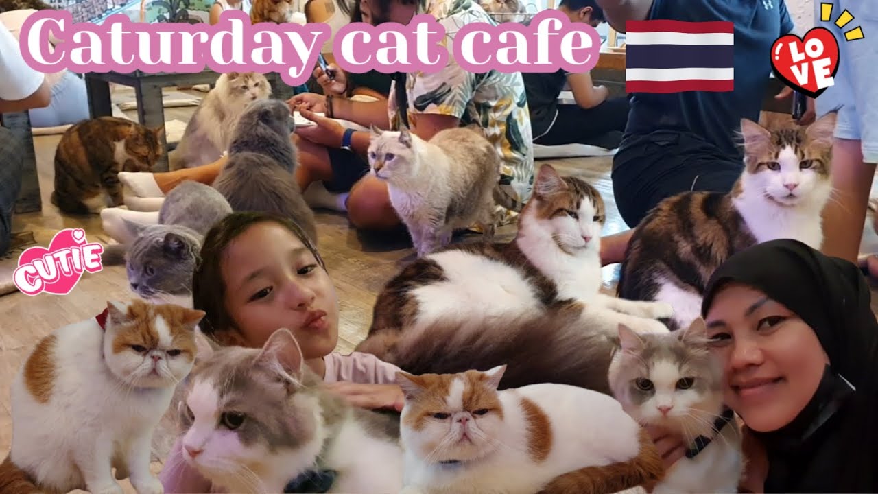Caturday cat cafe, คาเฟ่น้องเหมียว ราชเทวี BTS - YouTube