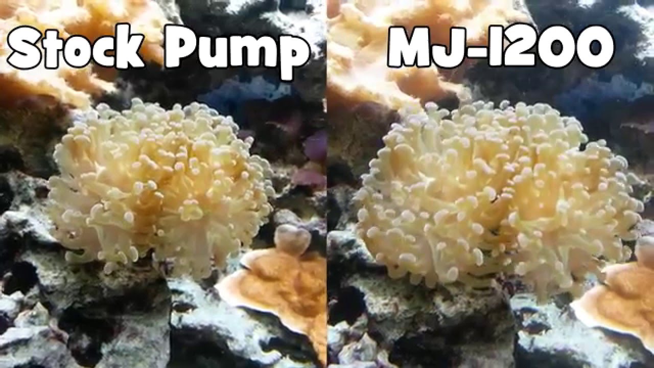 Saltwater Rookie - Biocube 29g - MJ-1200 Pump Upgrade (Worth it?) - YouTube