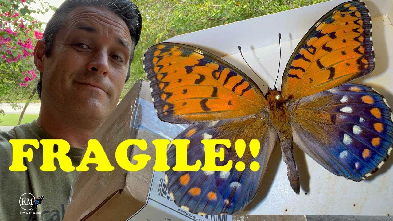 FRAGILE!! SENDING MOUNTED BUTTERFLY SPECIMENS THROUGH THE MAIL - YouTube