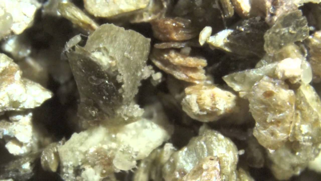 Montdorensis predatory mites ready for release - YouTube