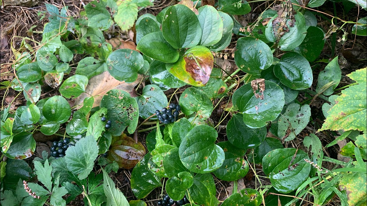 Greenbrier: Wild Edible & Medicinal - YouTube