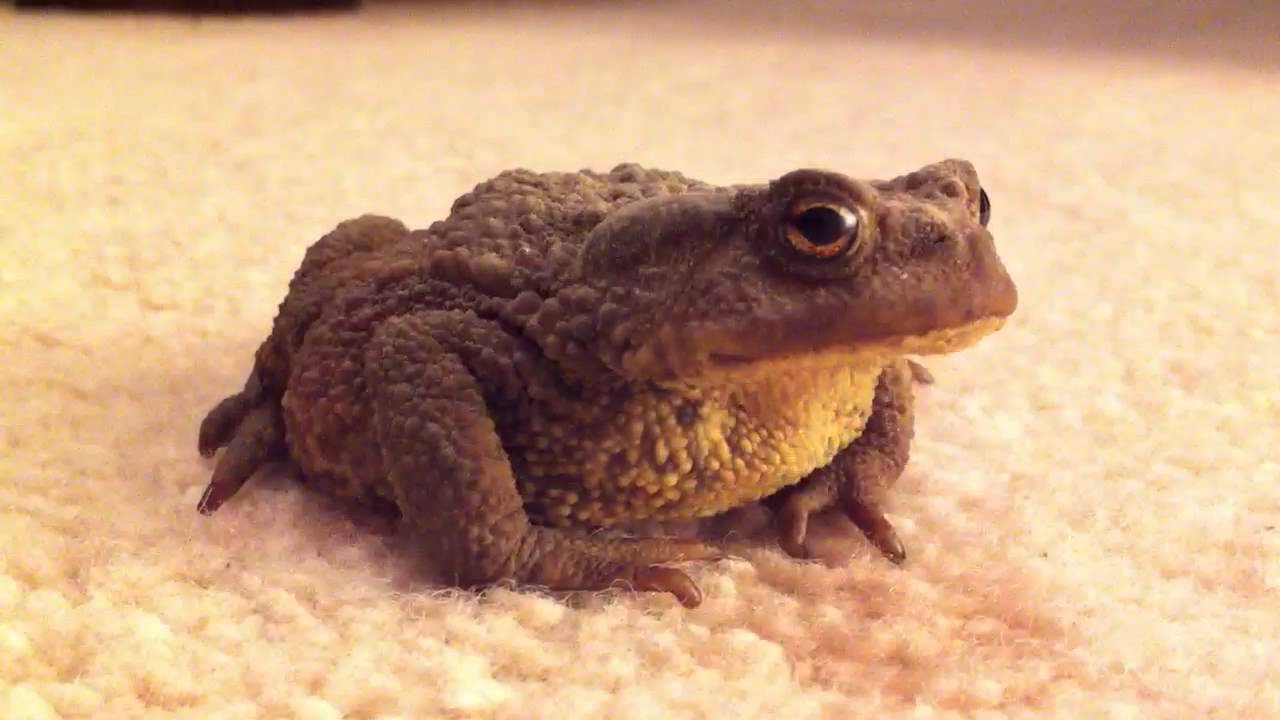 All hail the hypnotoad - YouTube