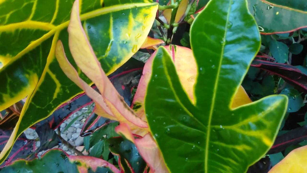 INILAH Rahasia Cara Jitu Merawat Tanaman Puring Jet Agar Tumbuh Subur ...