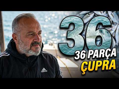 AT ÇEK ! 36 PARÇA ÇUPRA ! Balıklar Çıldırmış olmalı l