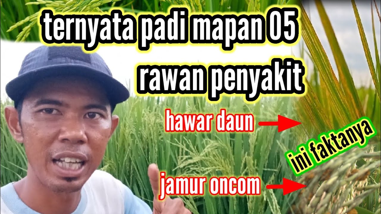 TERNYATA PADI MAPAN 05 RAWAN PENYAKIT HAWAR DAUN DAN JAMUR ONCOM - YouTube