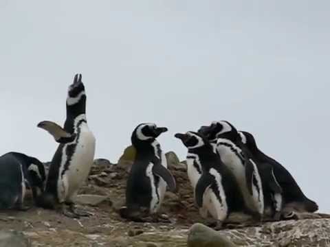 Ice, Ice, Baby - Penguin Rap - YouTube